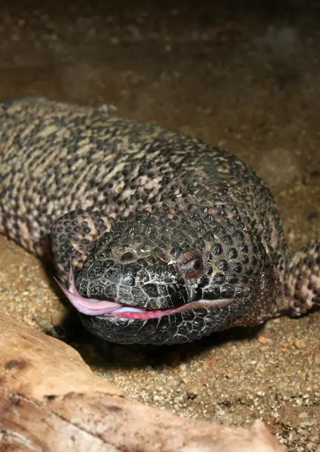 Korovec mexický | Zoo Brno
